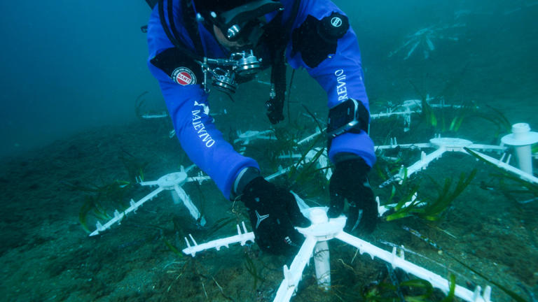Ambiente, Marevivo con Soka Gakkai nel progetto '3 R per il mare'