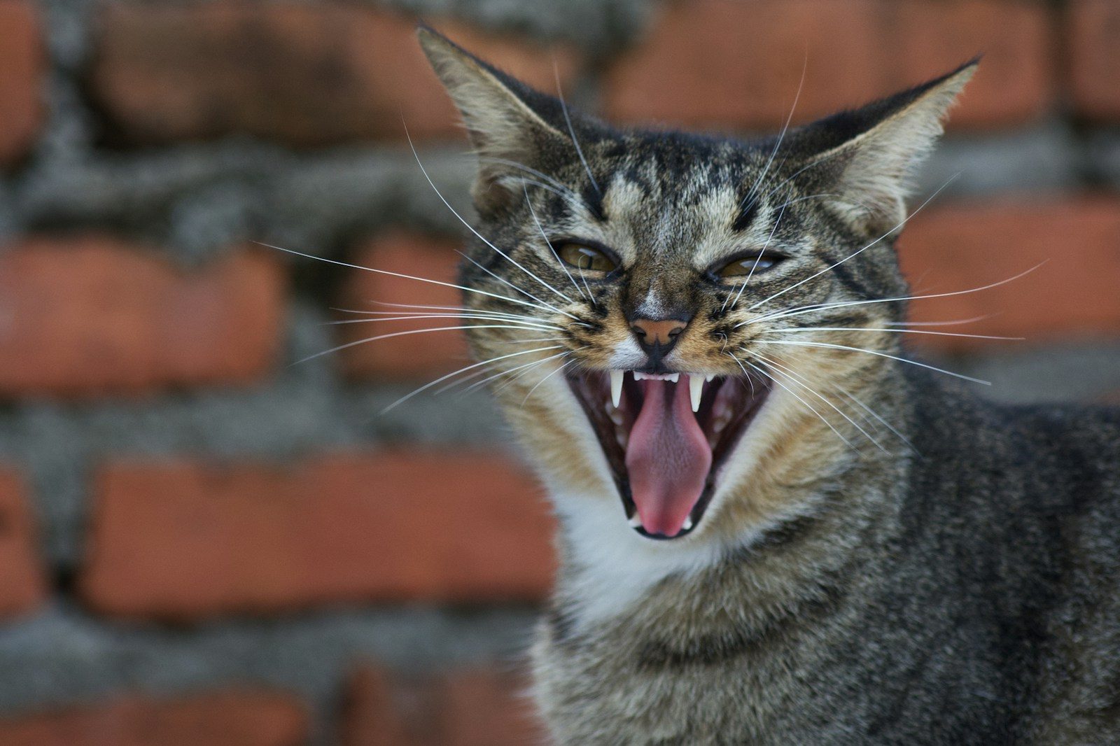 Why does your cat act like the world is ending?
