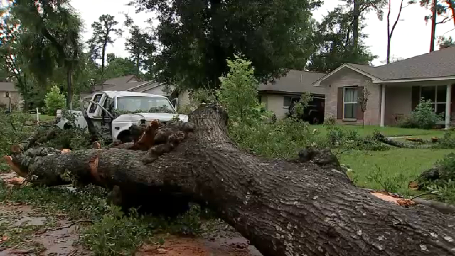 Tree topples over in spring following overnight storms across SE Texas