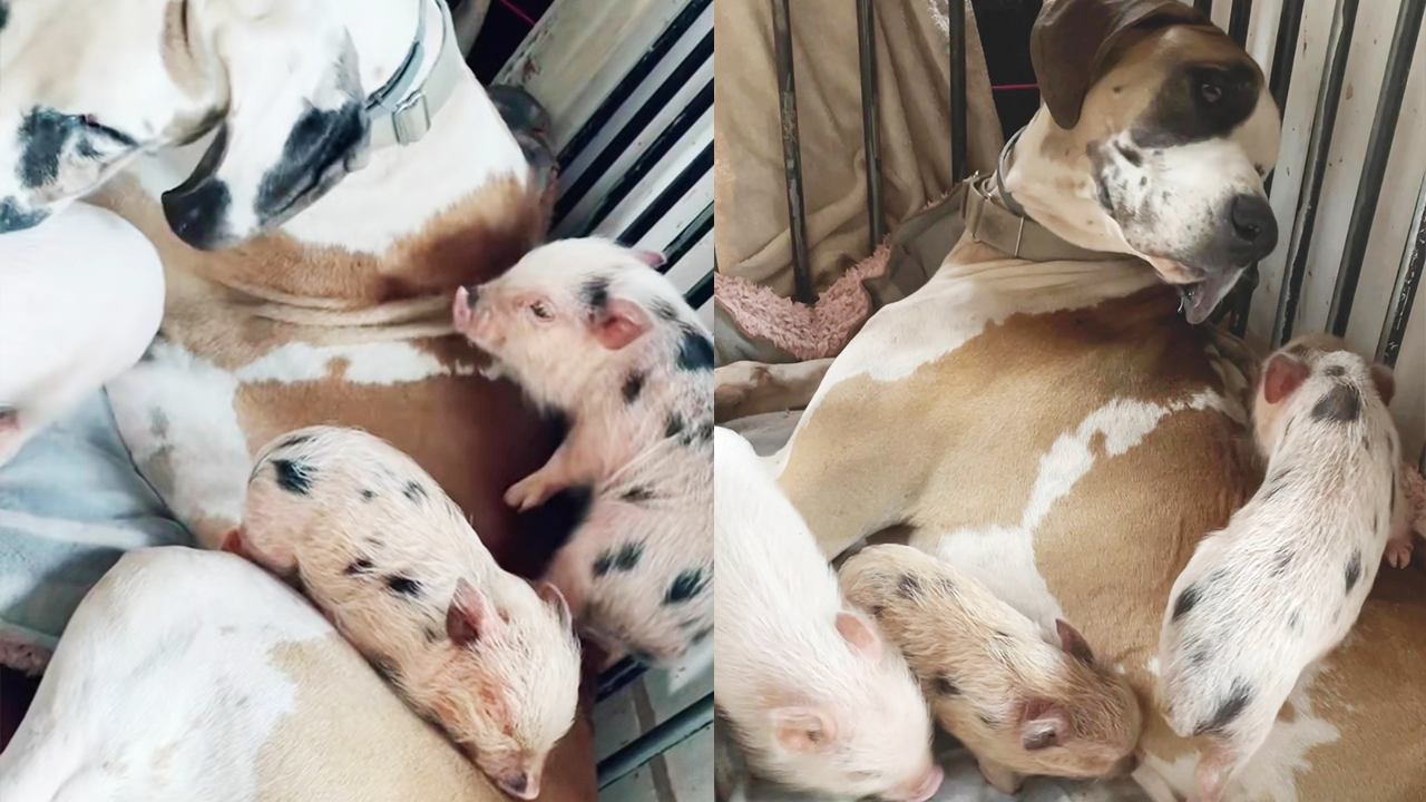Great Dane puppy plays with piglets