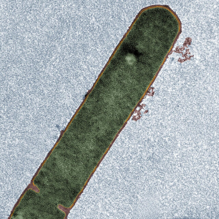 Mysterious acids keep bacteria rod-shaped by restraining rogue enzyme ...