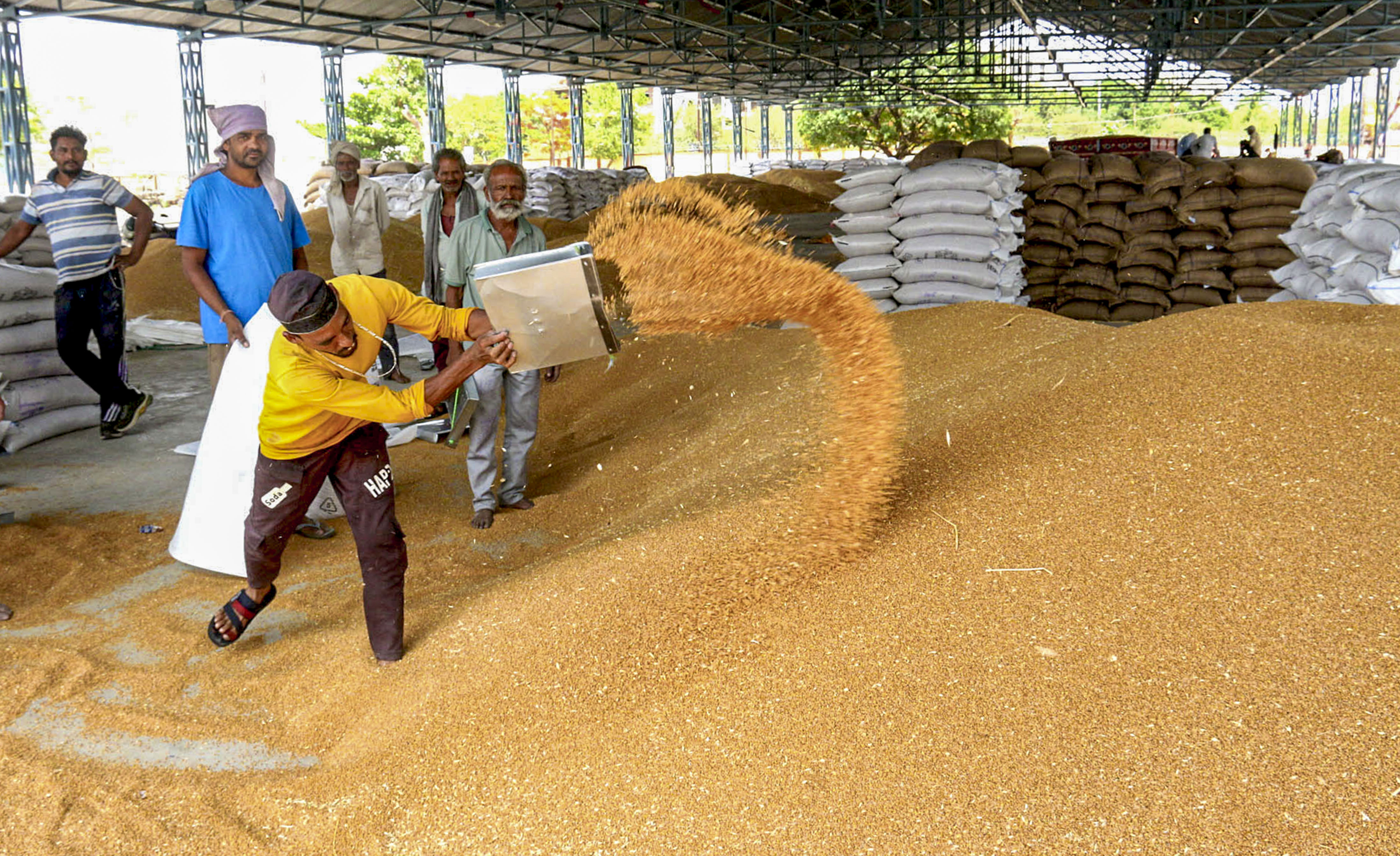 Foodgrain output to hit record 376.56 mn ton in 2025-26; wheat ...