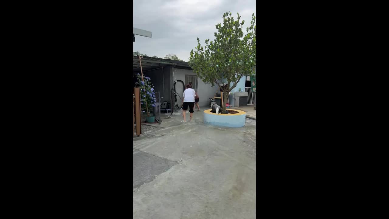 Dogs watch flooded backyard after inflatable pool deflates in Guangdong ...