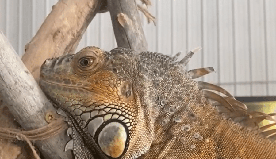We are San Luis Valley: Want to feed a gator? At the Colorado Gators ...