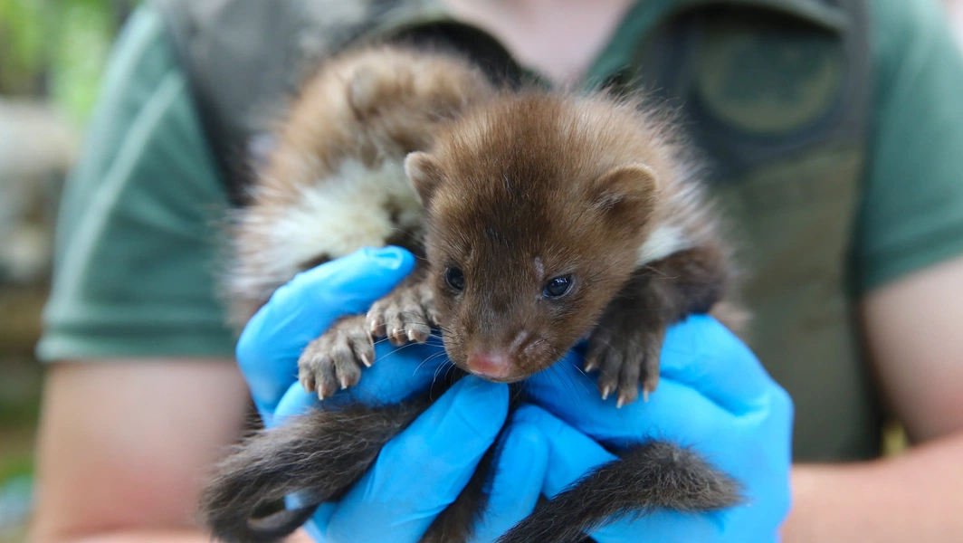 What to do when you find baby wildlife