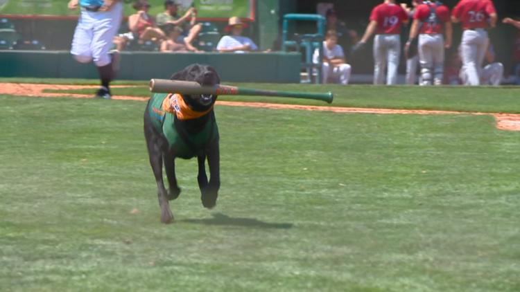Blitz takes his final bow as beloved Boise Hawks bat dog