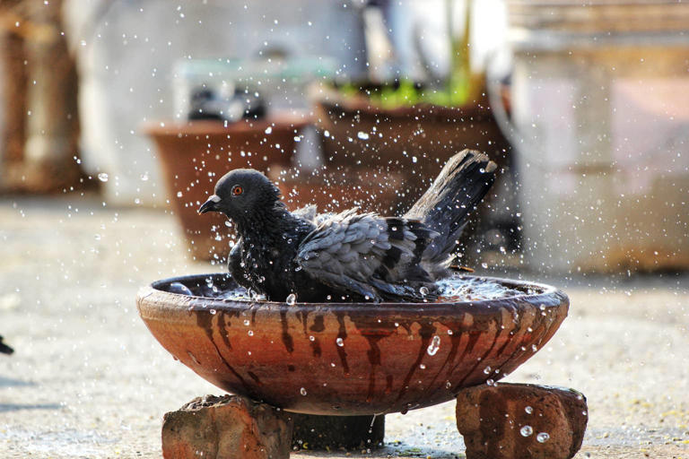 Transform your backyard with this solar bird bath to attract more birds