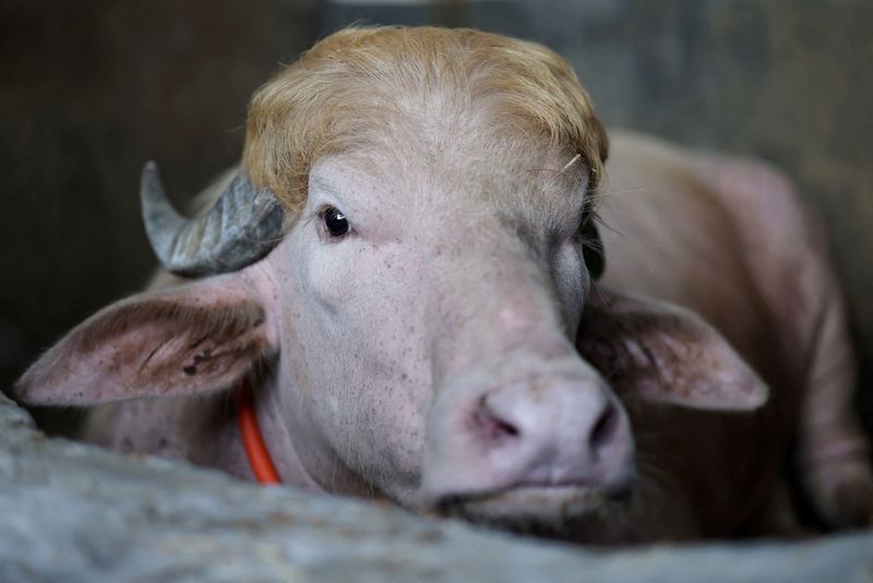 Viral fame spares 'Donald Trump' buffalo from Eid sacrifice in Bangladesh