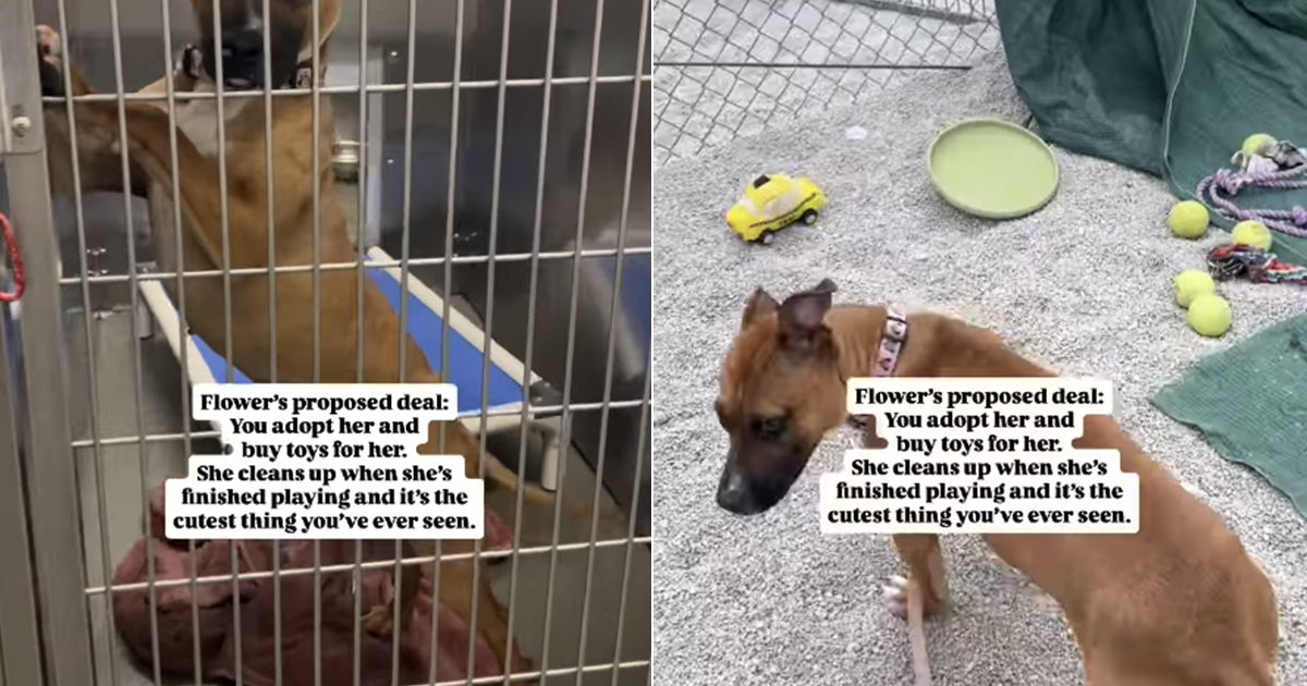Shelter dog up for adoption understands toys are too valuable, so she ...