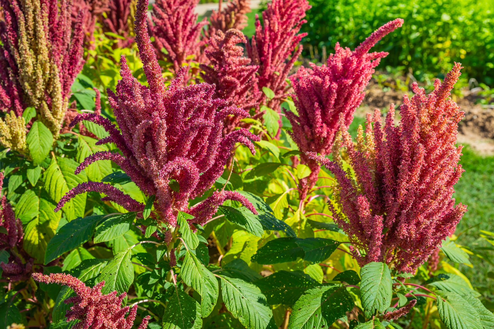 Most neglected and underutilized fruits and plants