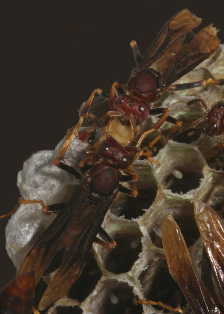 Study finds worker wasps keep colony running while others fight for queen
