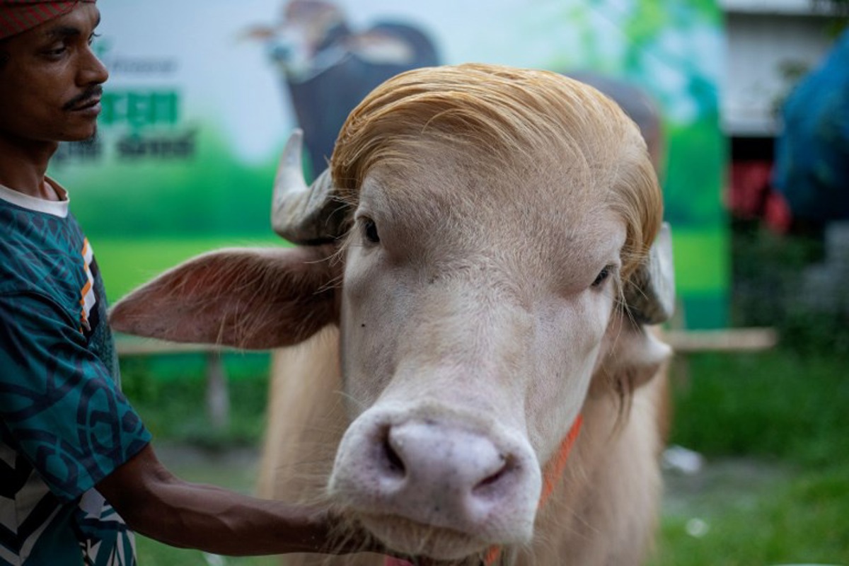Le buffle « Donald Trump » épargné et envoyé au zoo