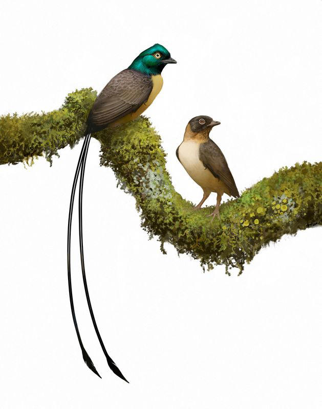 Ancient bird's long tail feathers were perfect for a mating dance