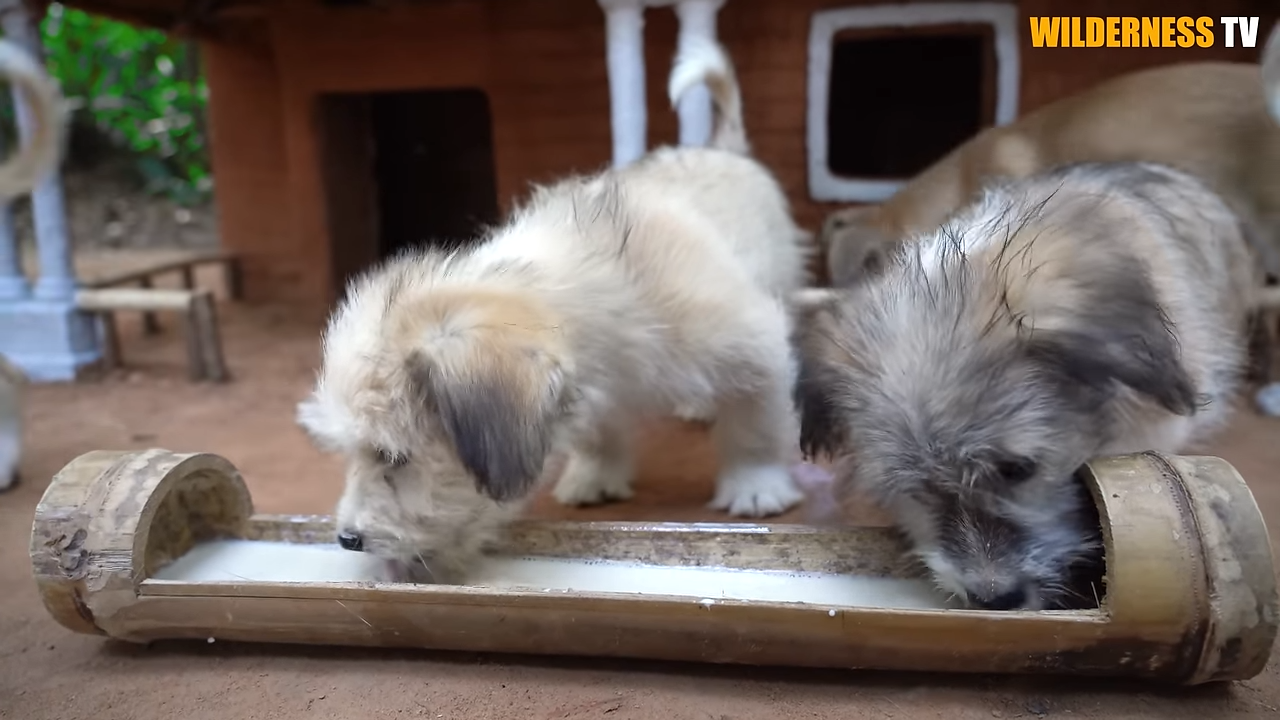 These tiny puppies were shaking in the cold – now they finally feel warm