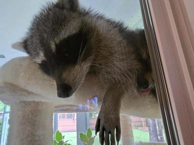 Homeowner leaves porch open for feral cat and wakes to 2 young raccoons ...