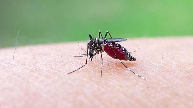 Europe could become a chikungunya virus hotspot as heat expands ...