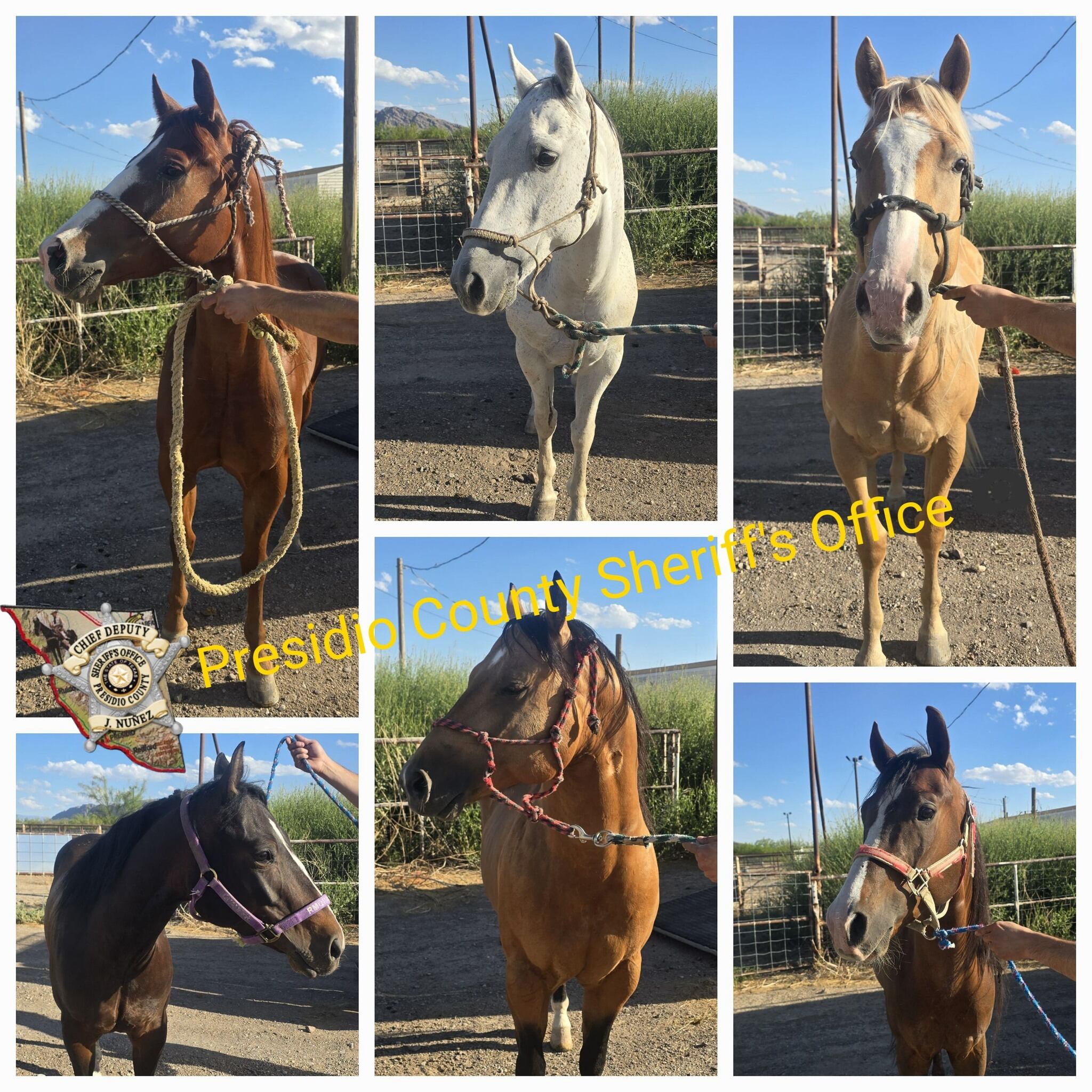 6 horses seized after illegal border crossing in Presidio