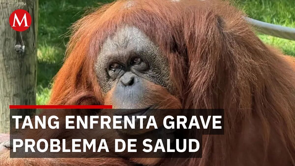 Tang enfrenta un delicado diagnóstico y conmueve a generaciones en el ...