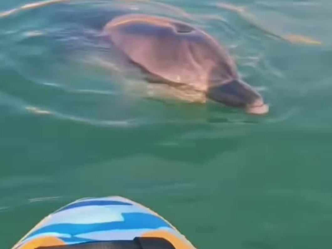 Friendly dolphin delights beachgoers – animal rights activists warn