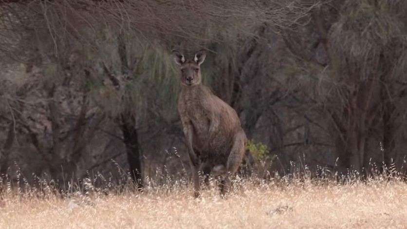 Watch what happens when a wild kangaroo stands up ready to fight