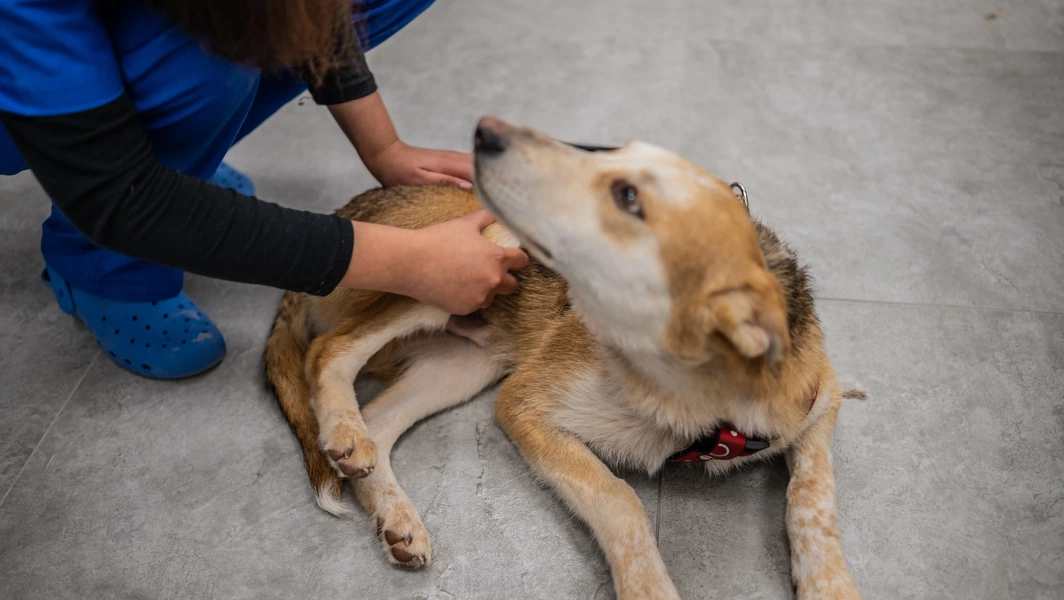 Rescue dog saved from euthanasia now inspires adoption awareness