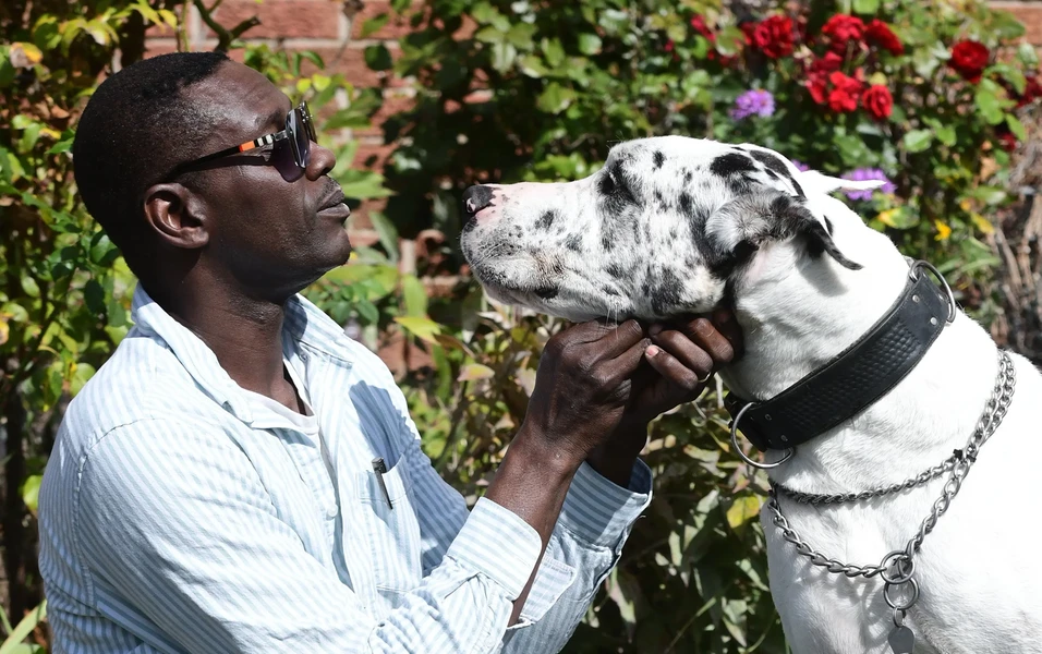 Life with gentle giant dog breeds