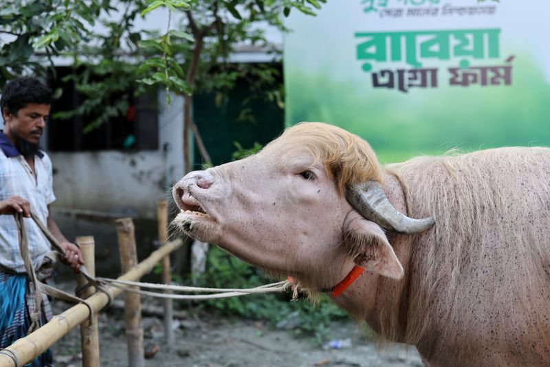 Viral fame spares 'Donald Trump' buffalo from Eid sacrifice in Bangladesh