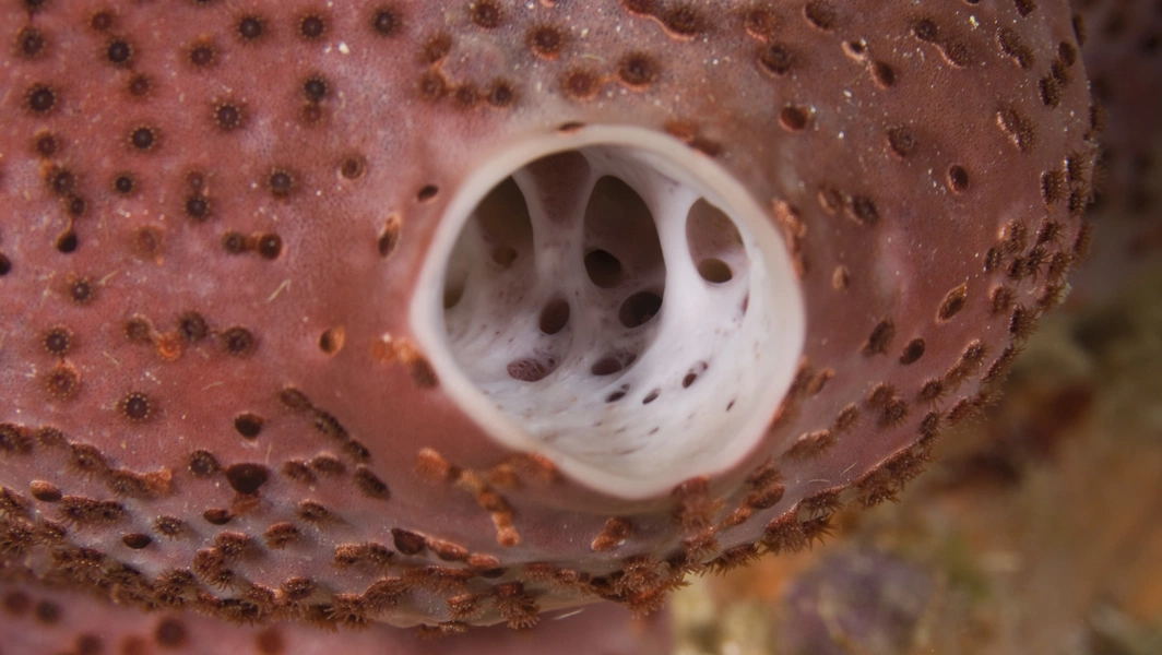 Deep-sea sponges use dual survival strategies in darkness
