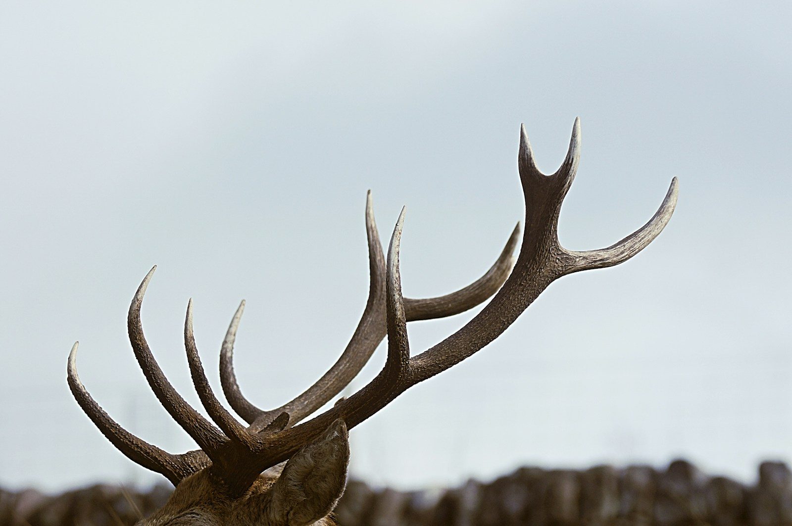 What you should do when you find shed deer antlers in your yard