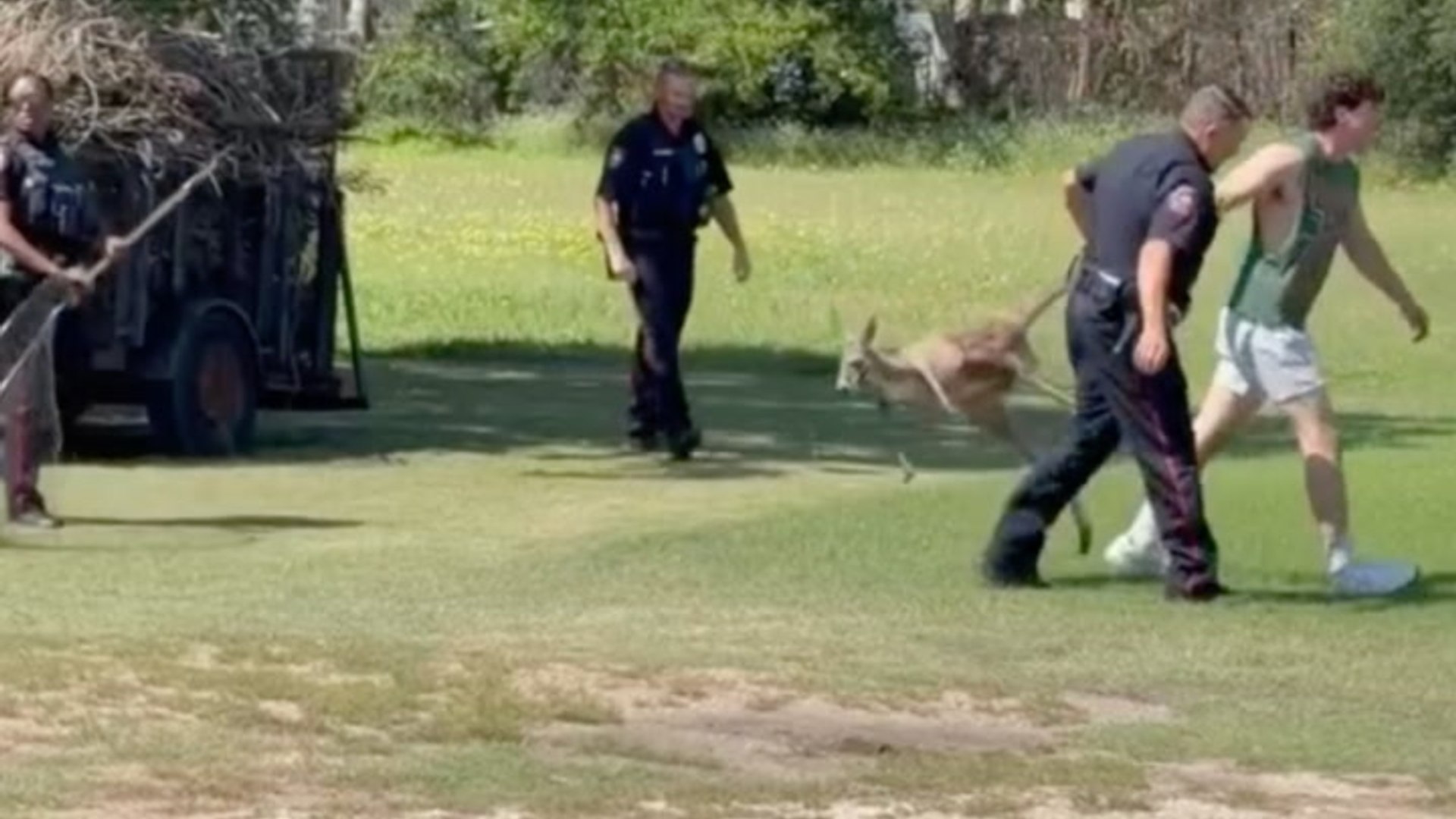 Escaped kangaroo dragged by its tail after being wrangled by police in ...