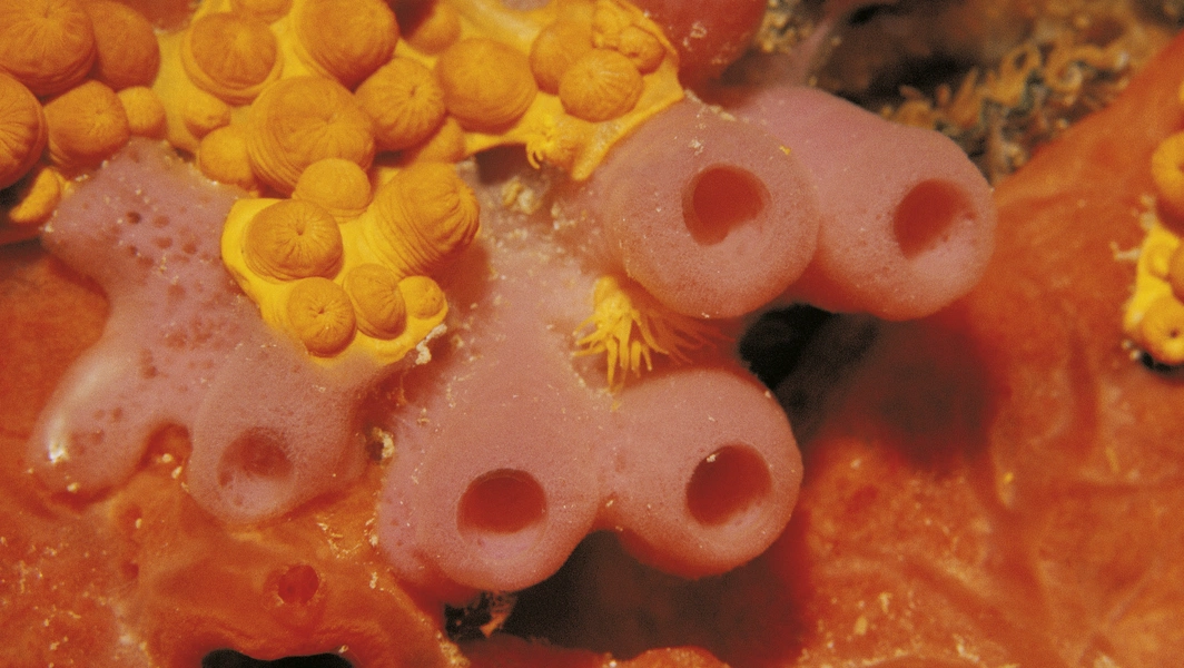 Scientists uncover dual survival strategy in deep-sea sponges