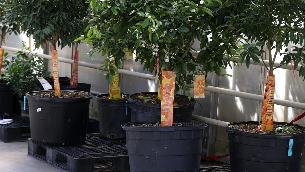 Small space, big harvest with container gardening