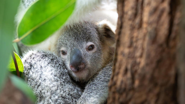 Wilhelma in Stuttgart: Weiterer Koala in Zoo gestorben
