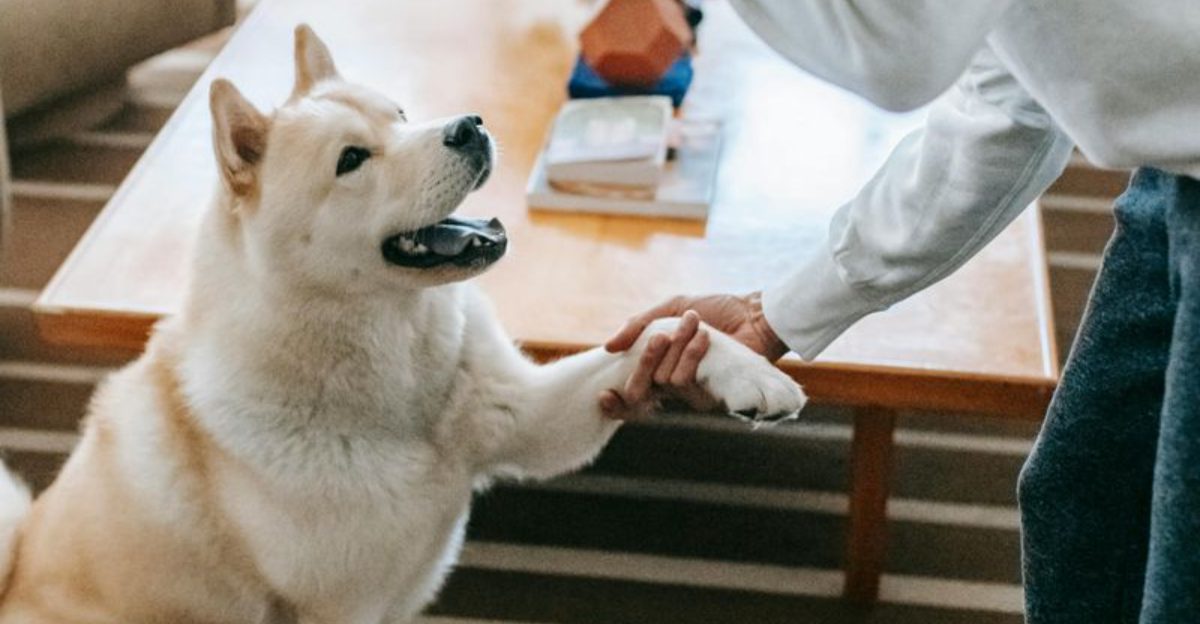 12 strong-minded dog breeds that refuse to be controlled easily