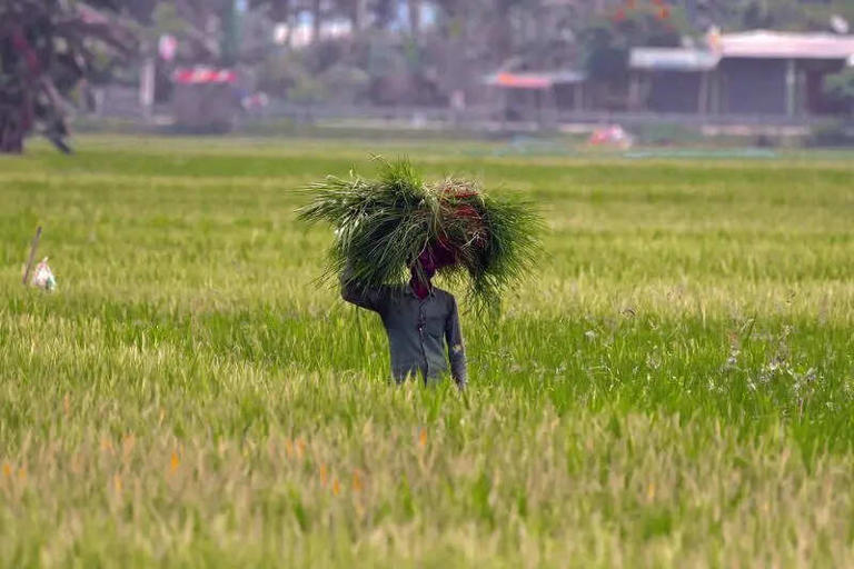 Searing heat, crop damage send fodder prices soaring in HRY
