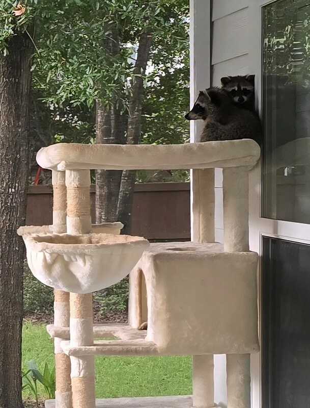Homeowner leaves porch open for feral cat and wakes to 2 young raccoons ...