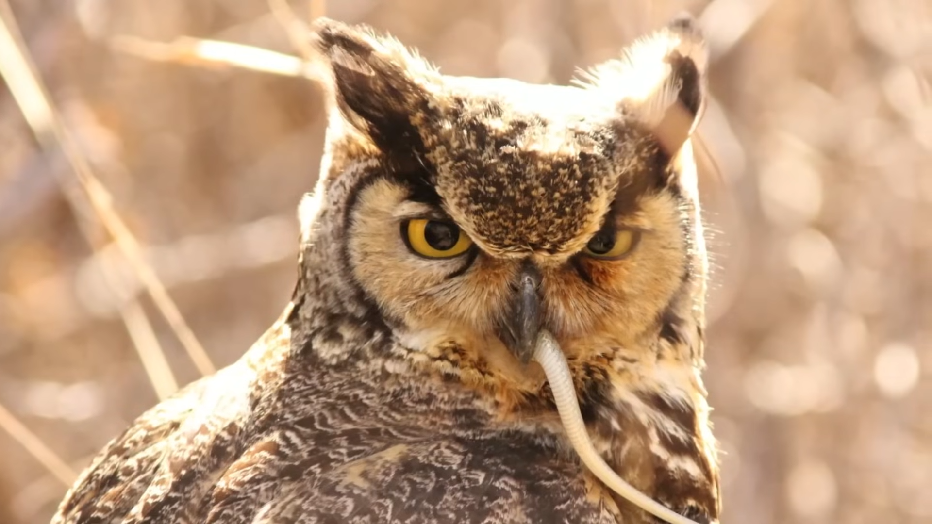This owl is far bigger and more powerful than most people realize