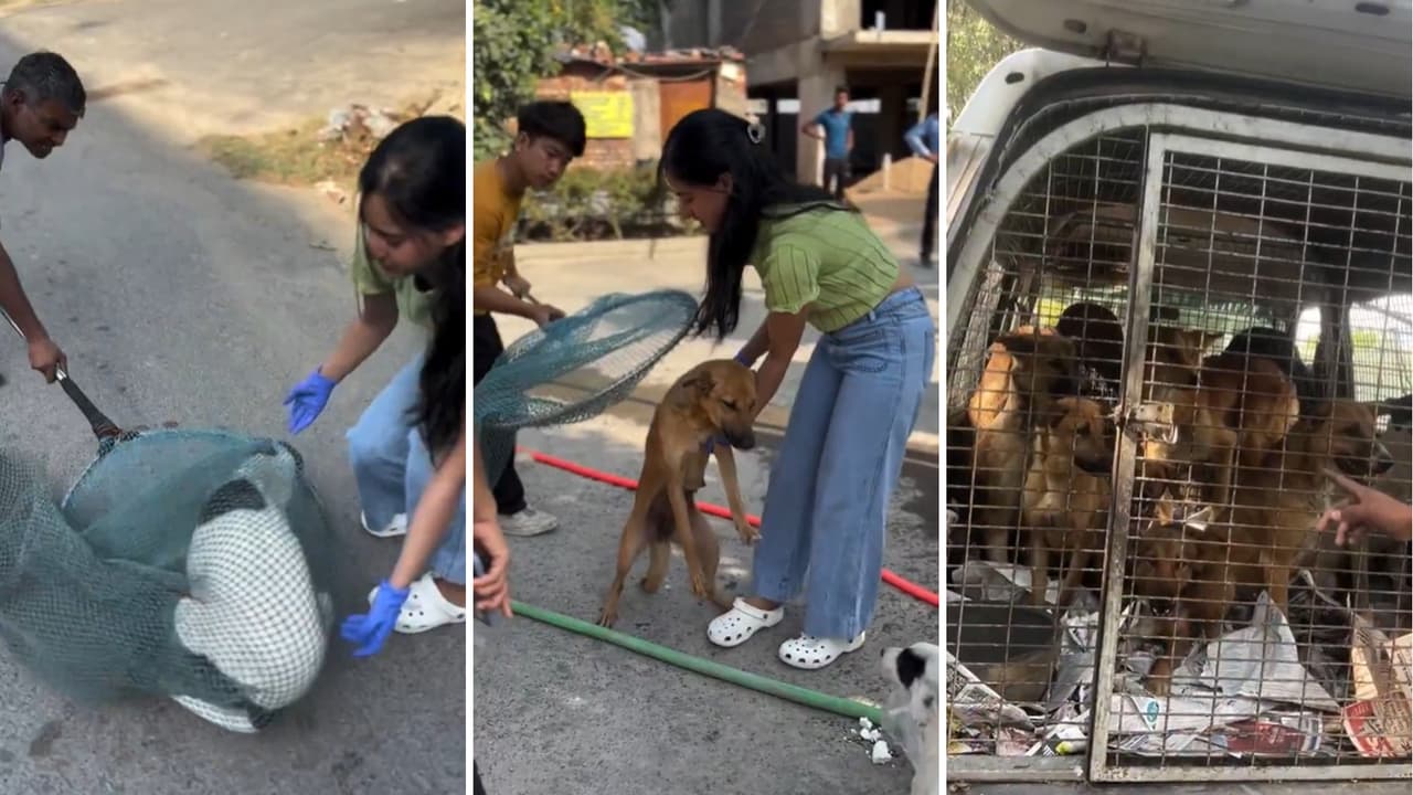 Viral video shows women comforting stray dogs before sterilisation ...