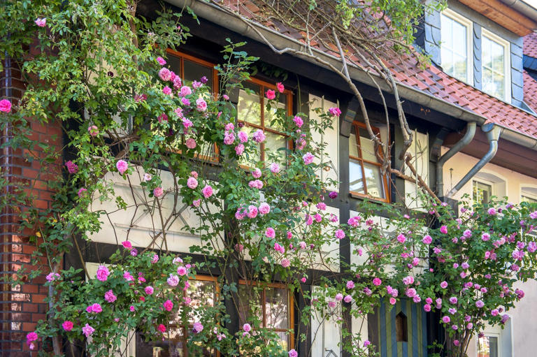 How to grow climbing roses that look straight out of a storybook