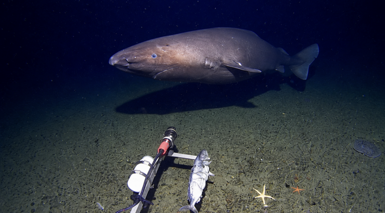 Scientists just found a giant squid the size of a school bus lurking ...