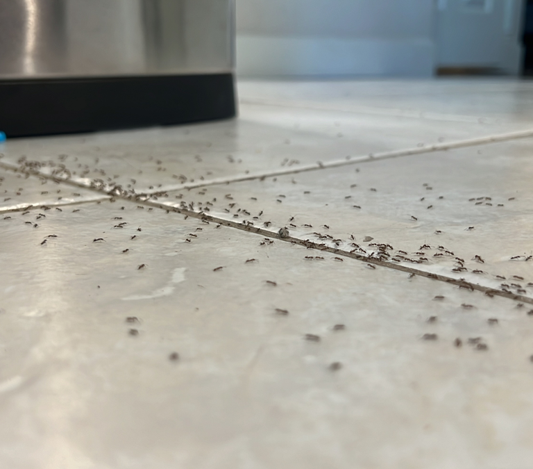 'There are ants in my loo!' Why ant infestations are surging this ...