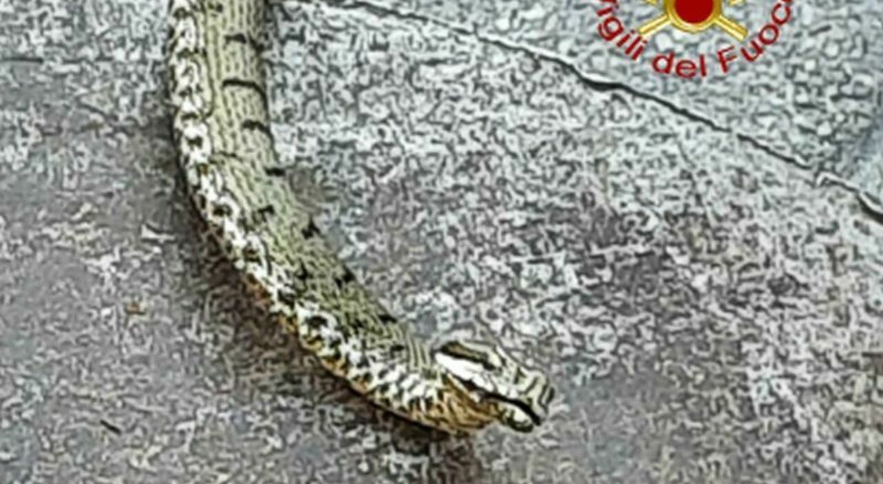 Morso da una vipera, corre in farmacia ma non vendono più il siero ...