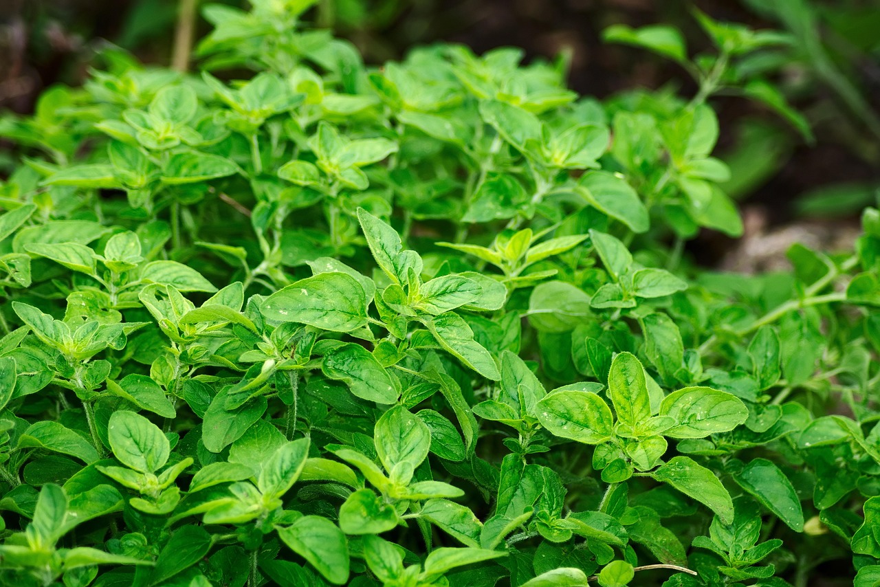 How to grow medicinal herbs in your backyard
