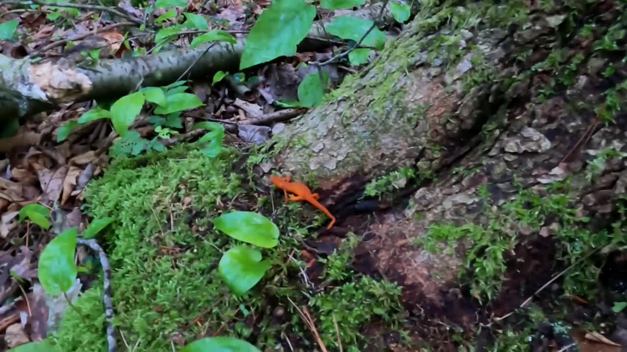 Is Pennsylvania home to a rainforest?