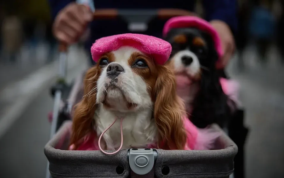 AKC outlines summer grooming tips for Cavalier spaniels