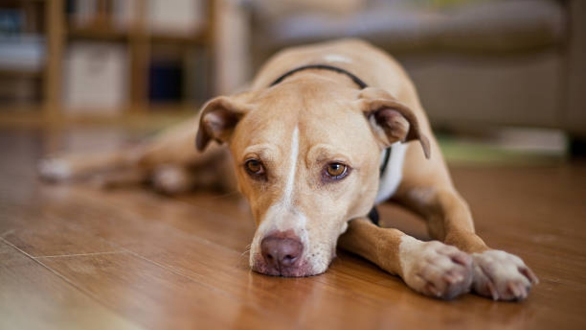 Is your dog sad? Signs of depression many owners ignore