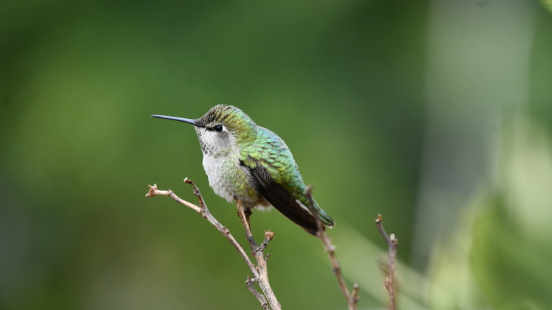 The Low-Maintenance Vine That Attracts Hummingbirds To Your Yard All ...