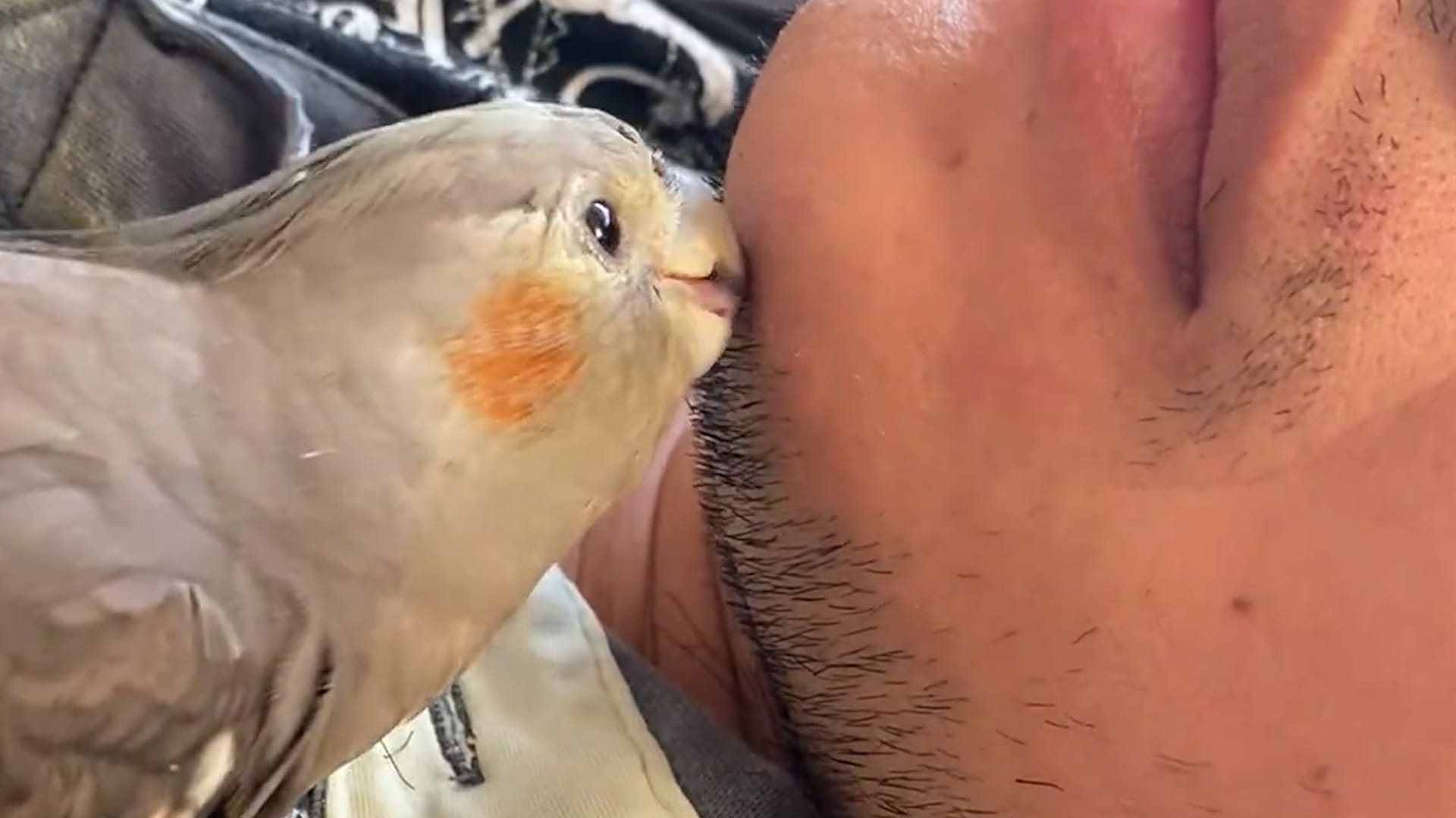 Pet parrot grooms owner's beard with beak