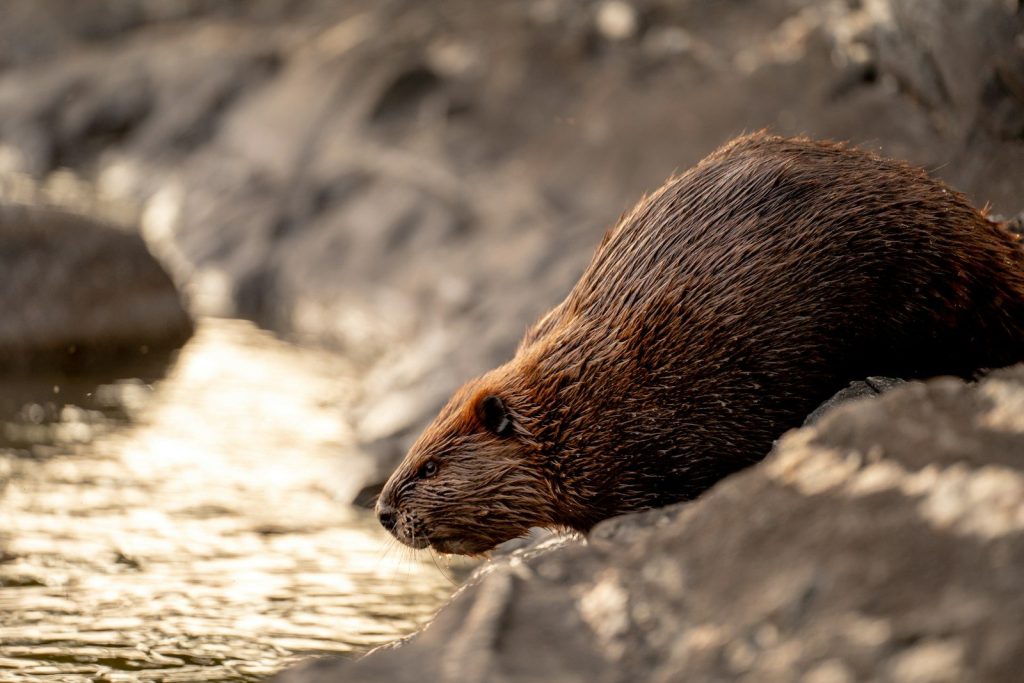 How beavers became California’s unexpected wildfire fighters