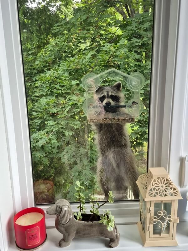 Raccoons keep stealing birdseed and getting stranded in high places ...
